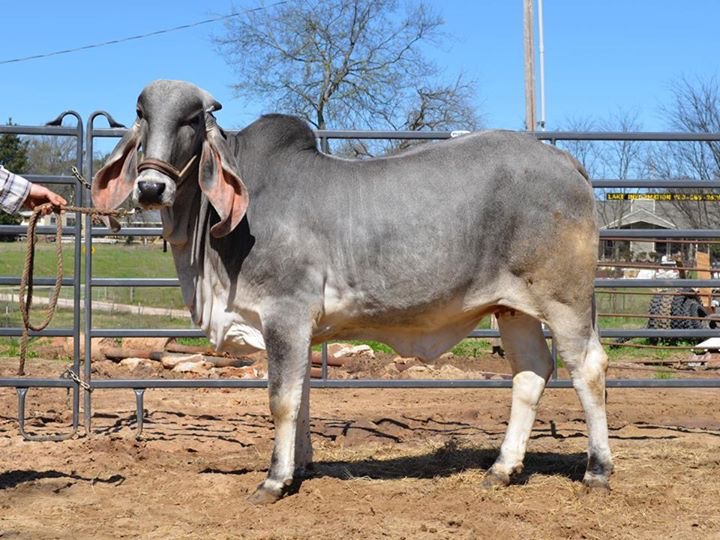 Lot 5 - Butler Sirena 13 - Indu Brazil Female | Cattle In Motion ...